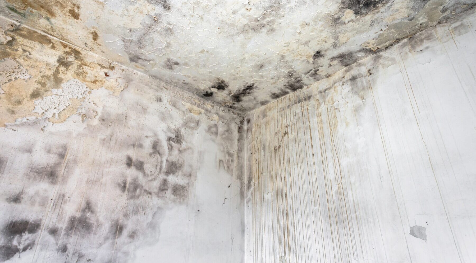 Como resolver paredes com humidade? - BARBOT